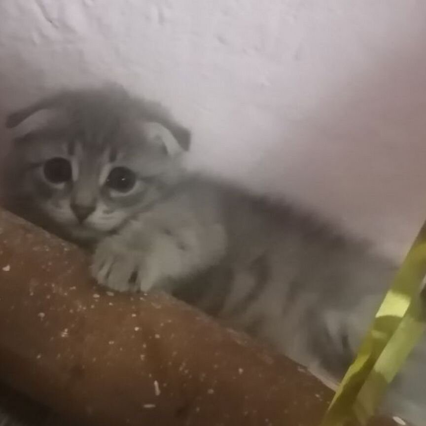 Отдам котенка шатланская вислоухая. Девочка