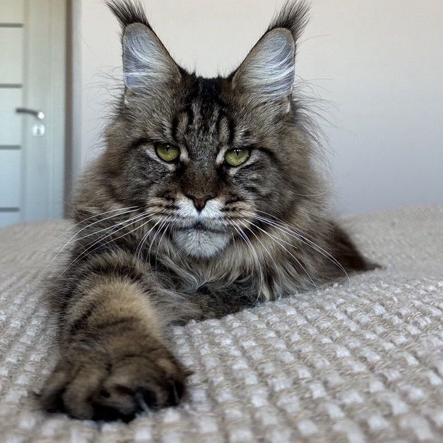 Мейн-кун, взрослая кошка