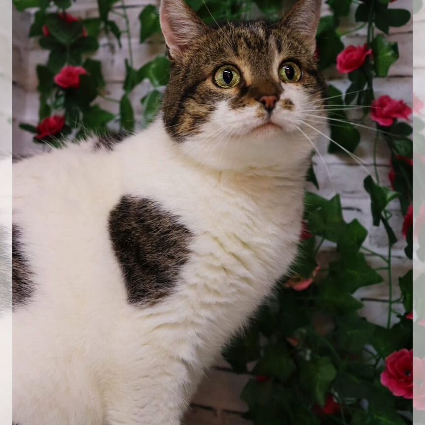 Ищем дом котику