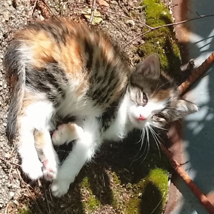 Котёнок в добрые руки