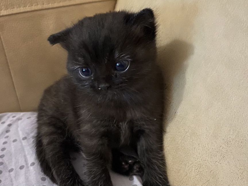Шотладские котята