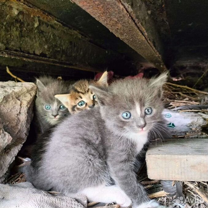 Пять котят,цвет разный