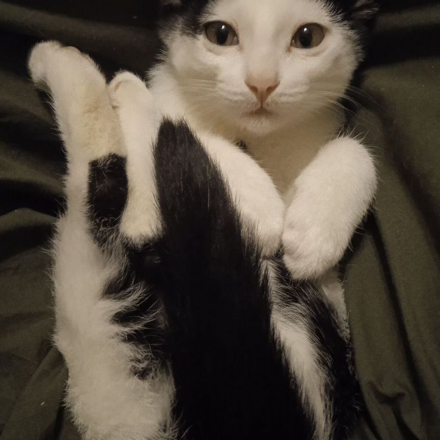 Спасëнные с улицы котята и мама-кошка