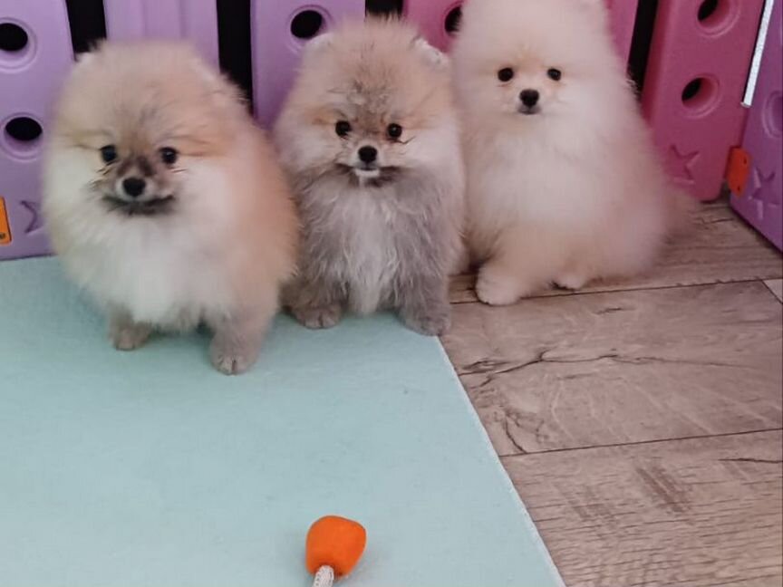 Померанский Шпиц, мини и супер мини