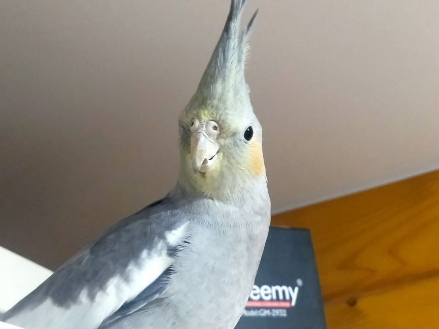 Попугай корелла