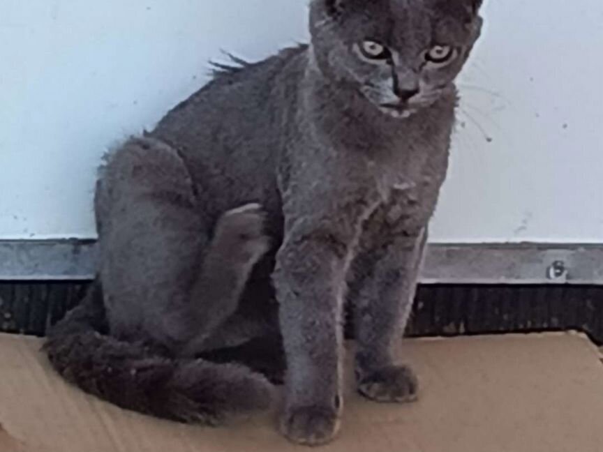 Котята в добрые британцы