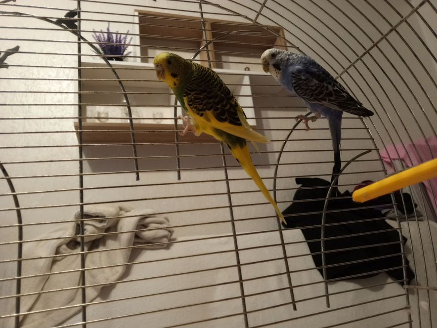 Волнистый попугай