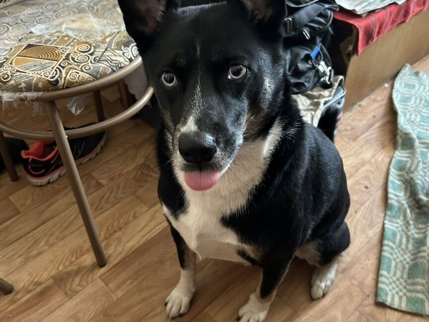 Собака в добрые руки