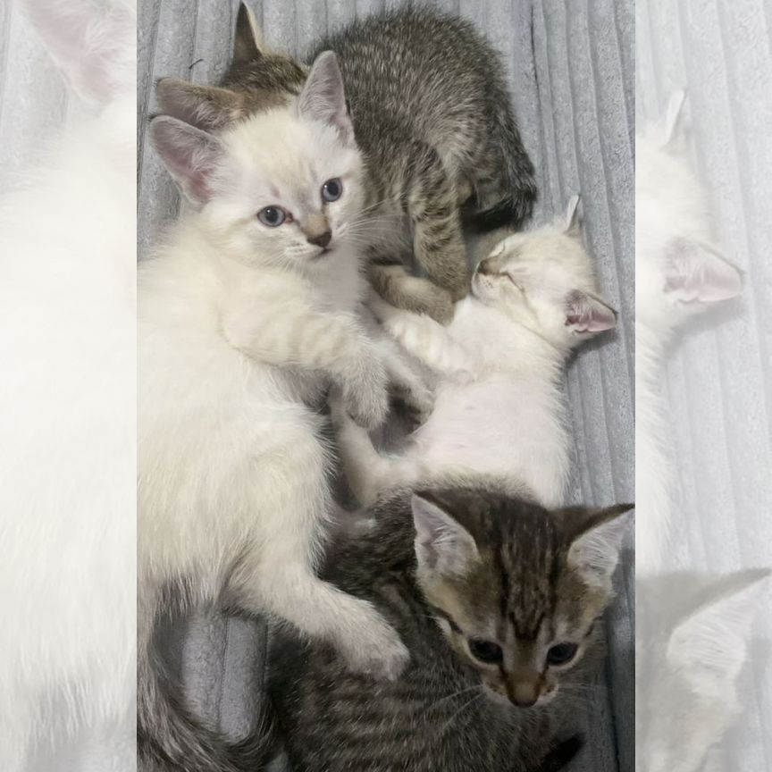Вислоухие котята