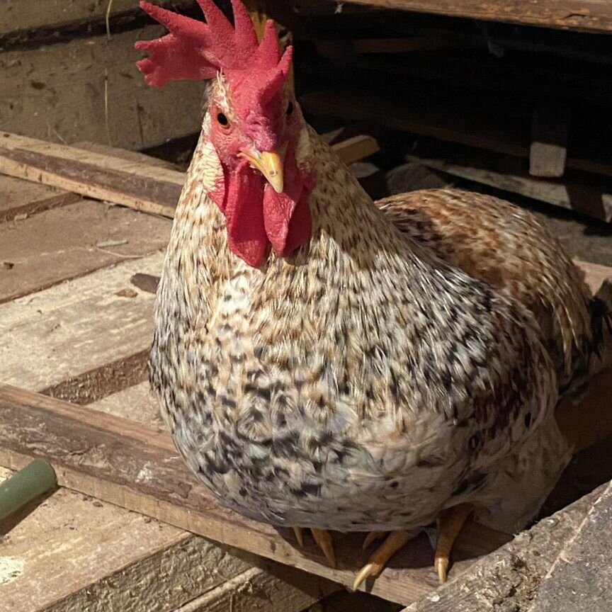 Петух молодой бесплатно