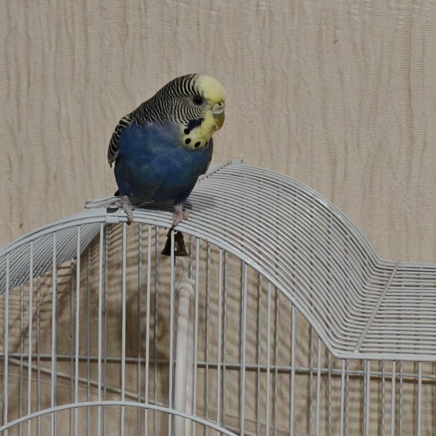 Волнистый попугай самка