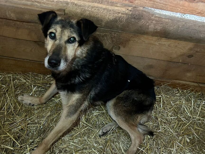 Кривая лапа у собаки Шанель