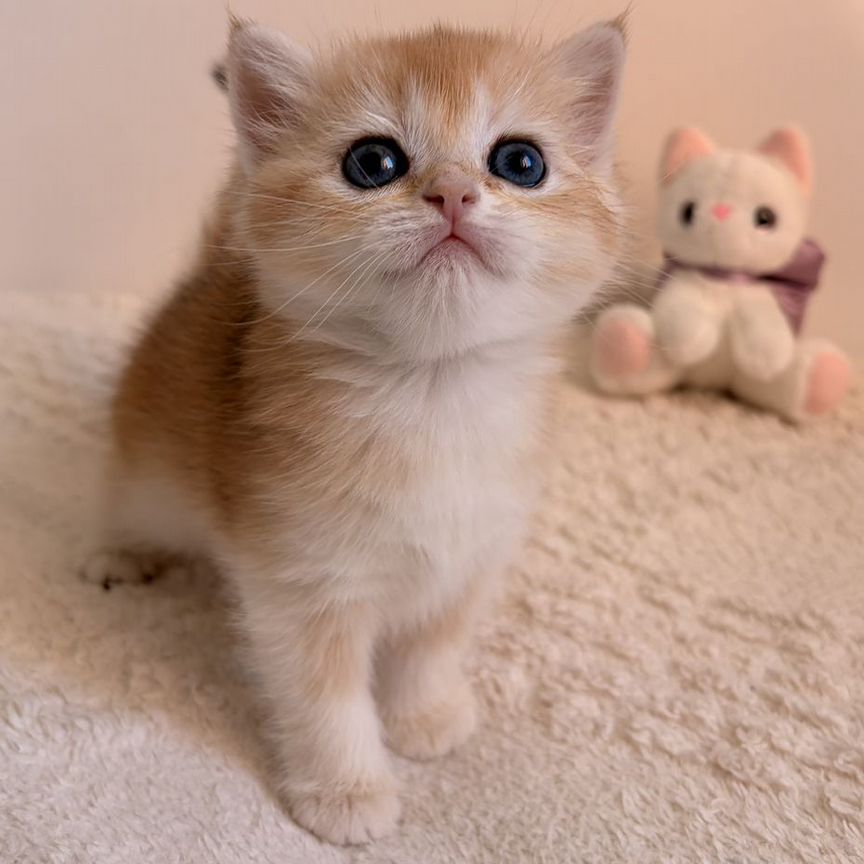 Британский короткошёрстный котёнок