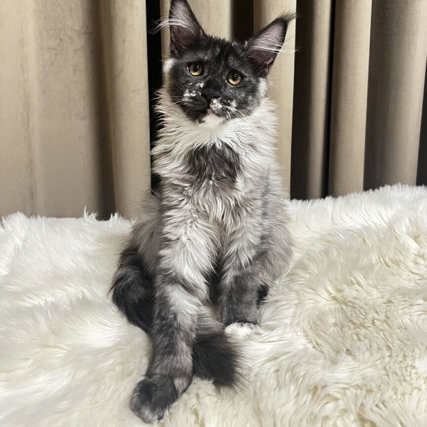 Кошечка мейн-кун черепаховая дымная с белым