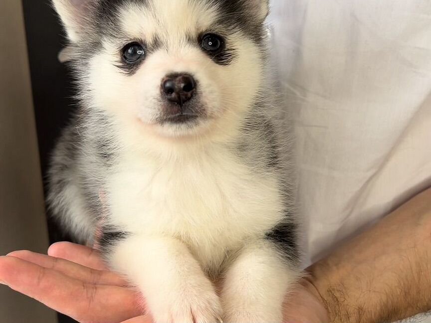 Очень маленький Помски