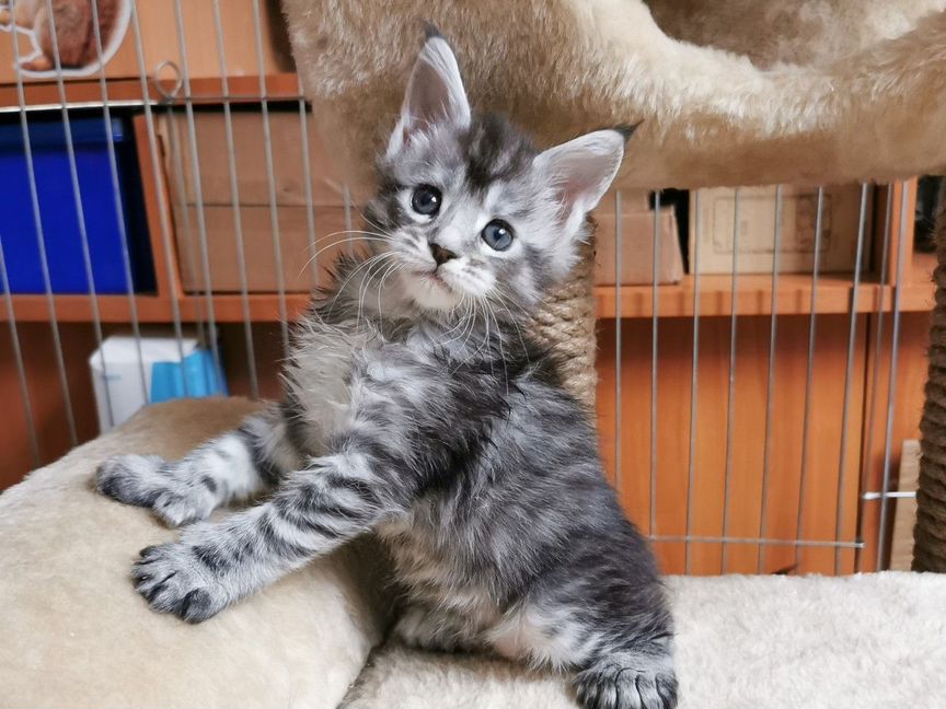 Котята мейн-кун