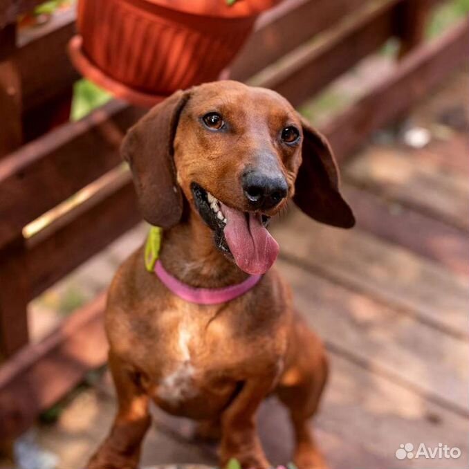 Джин ищет дом