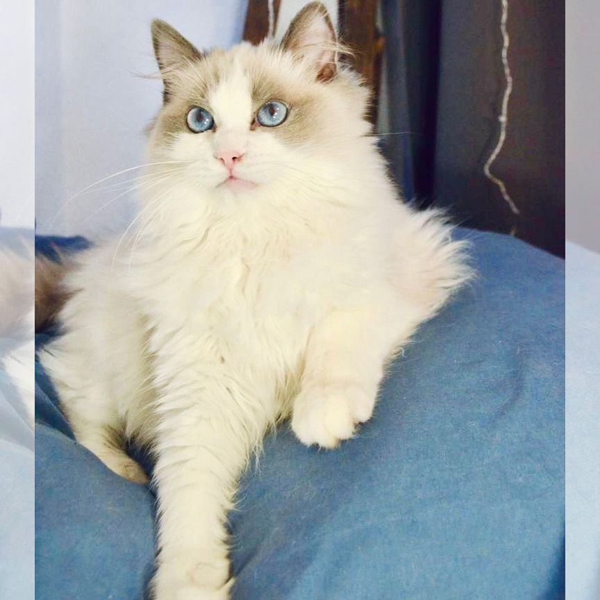 Рэгдолл котёнок