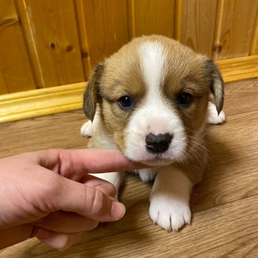 Вельш-корги кардиган. Большой выбор