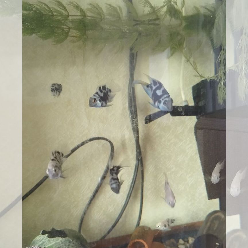 Карликовые рыбки попугайчики