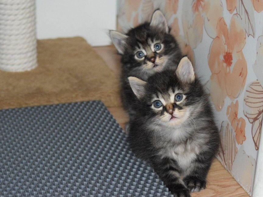 Клубные котята, курильского бобтейла
