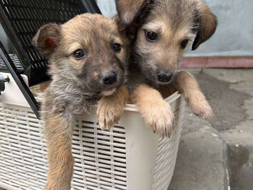 Последняя девочка в отлове. Необходим дом