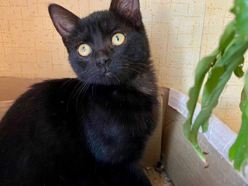 Котенок Соня 3,5 мес