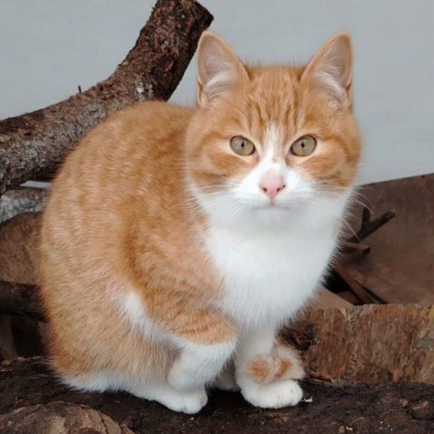 Рыжие котята ищут дом