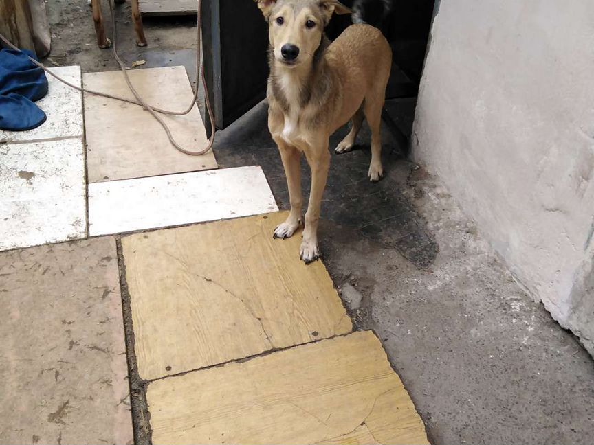 Щенок, 5 мес, проглистован и привит