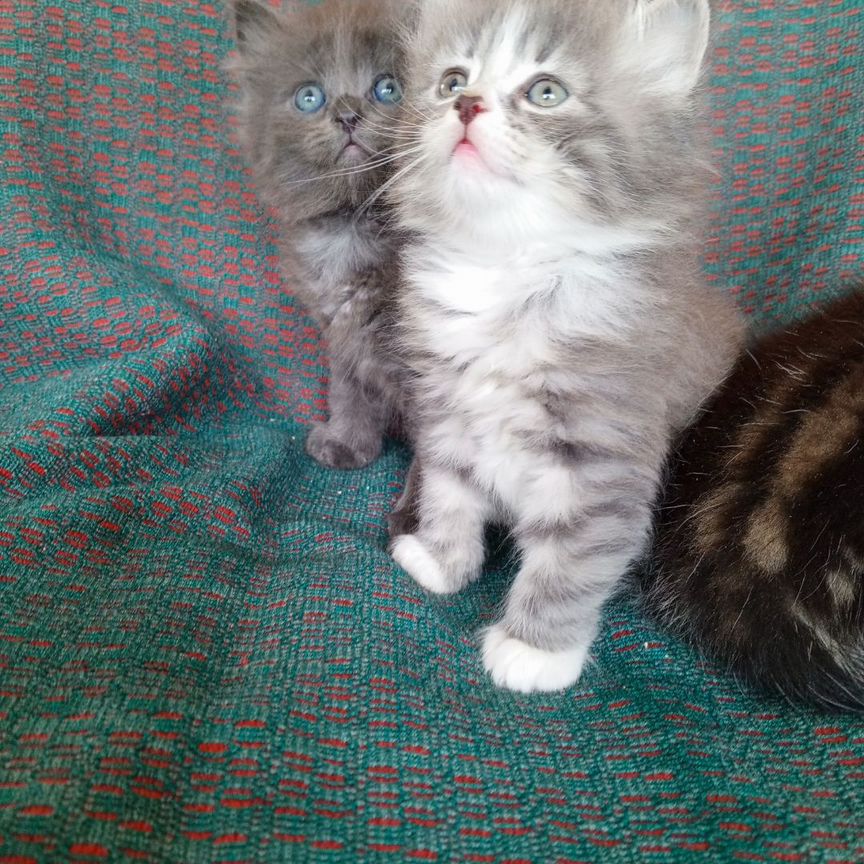 Сибирские котята