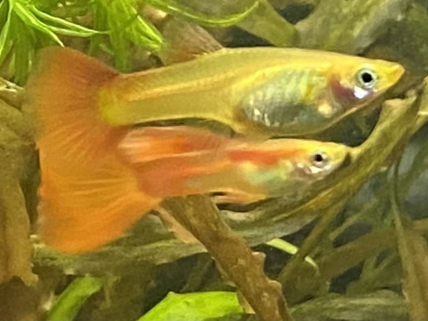 Гуппи Красный блондин