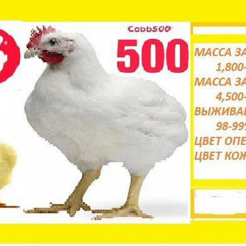 Цыплята бройлеры кобб-500