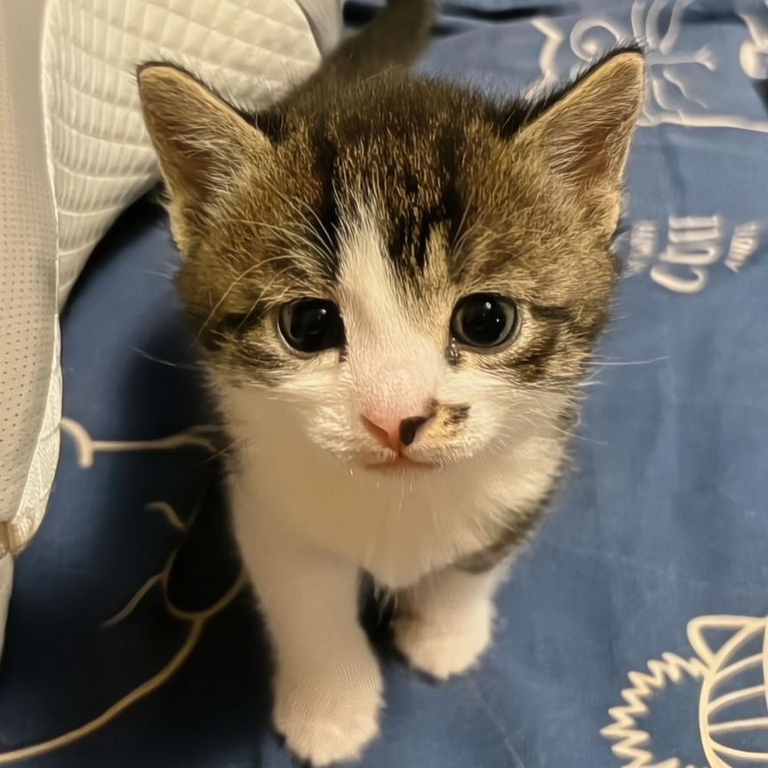 Котёнок в добрые руки