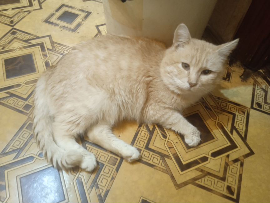 Котик в добрые руки