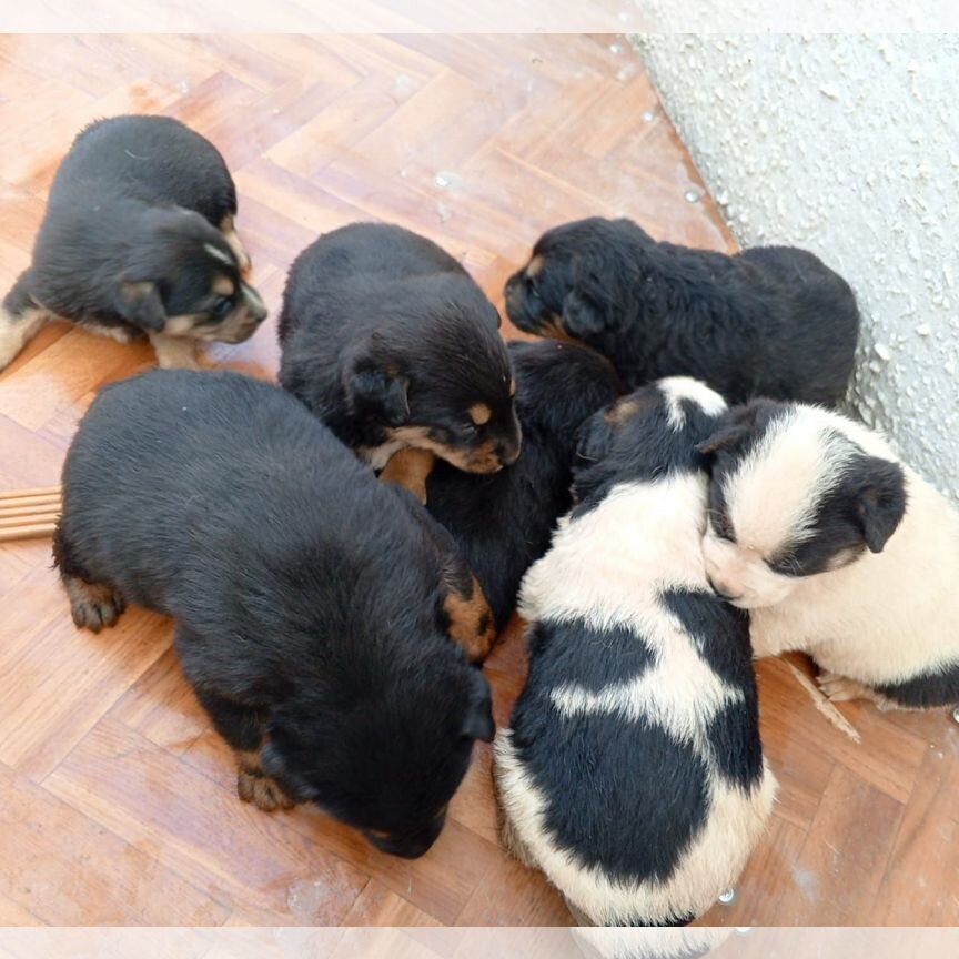 Щенок в добрые руки