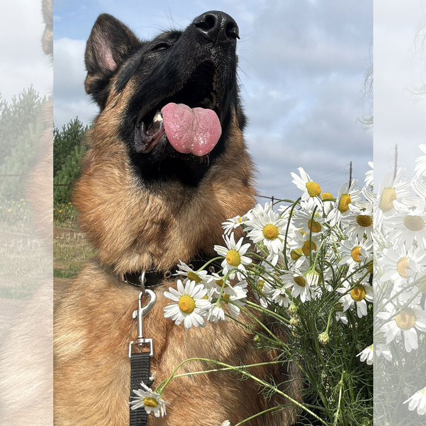 Немецкая овчарка, взрослый пёс