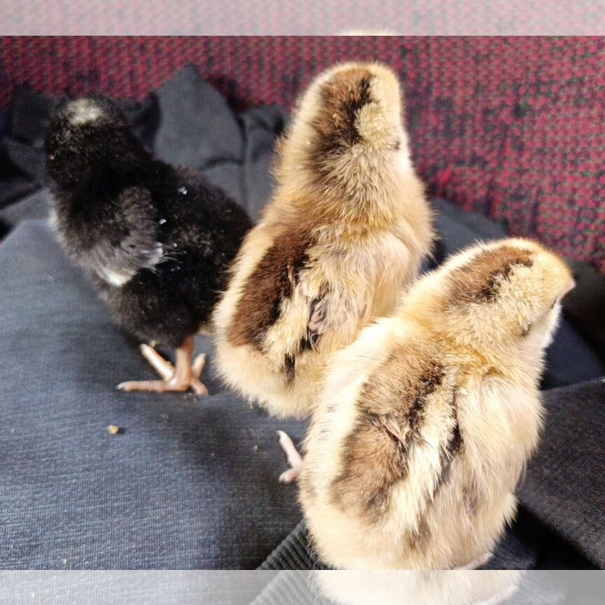 Цыплята несушки