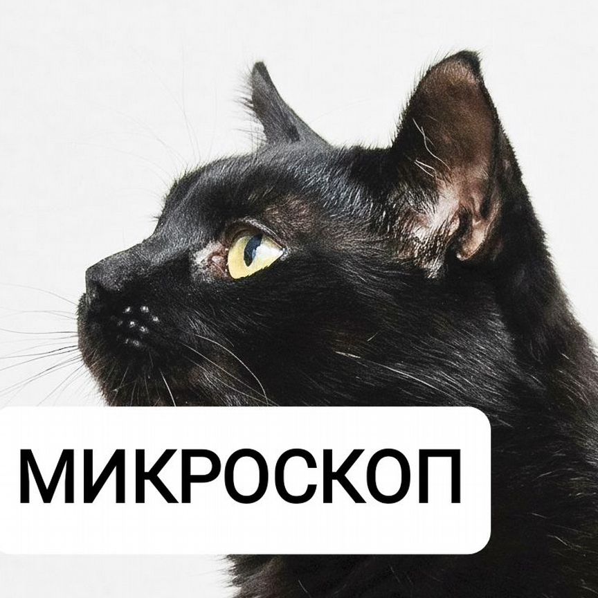 Взрослый кот от частного владельца