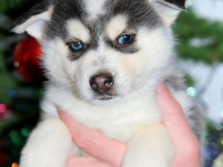 Помски мальчик мини