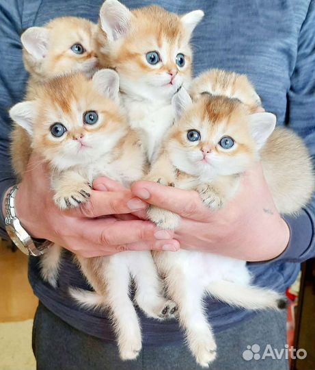 Шотландские котята