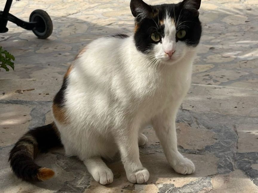 Котенок