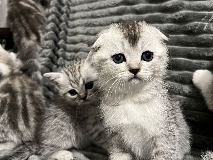 Шотландскские котята