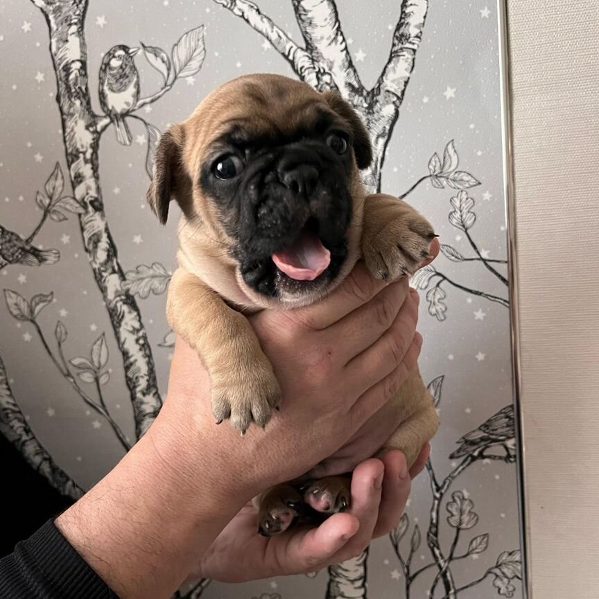 Французский бульдог