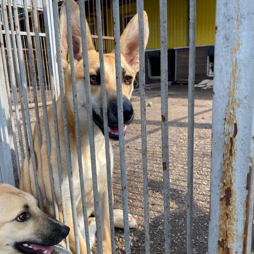 Мальчик в добрые руки