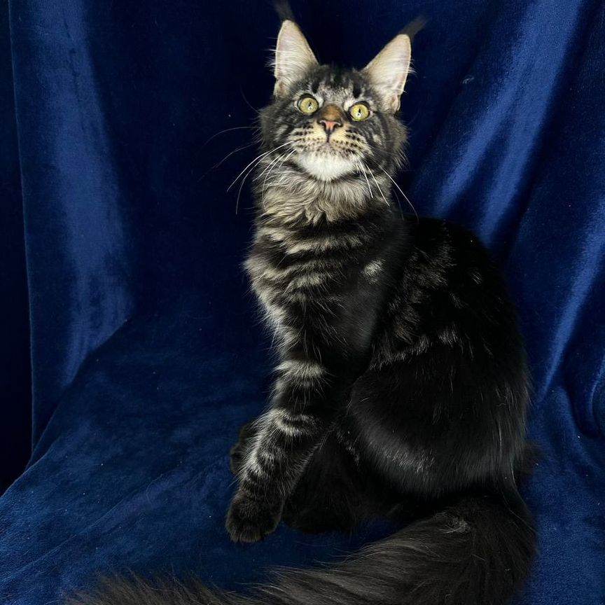 Мейн-кун мальчик черный мрамор