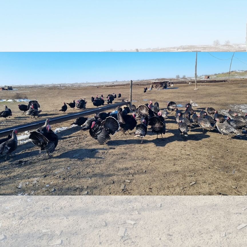 Индюки домашние ставропольский край