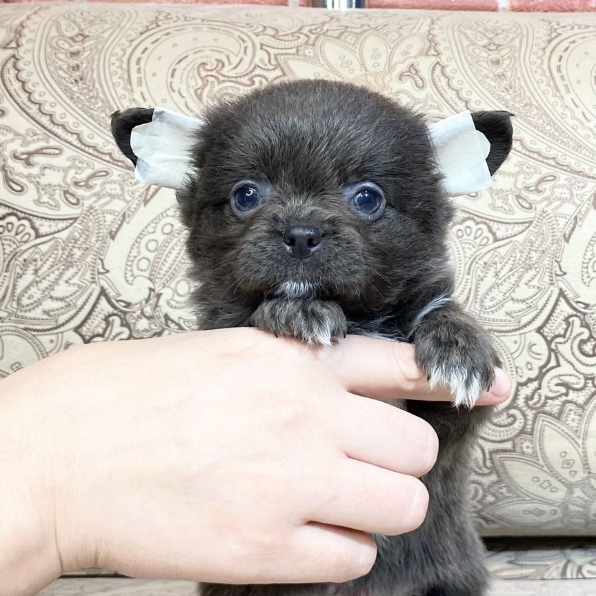 Щенки чихуахуа