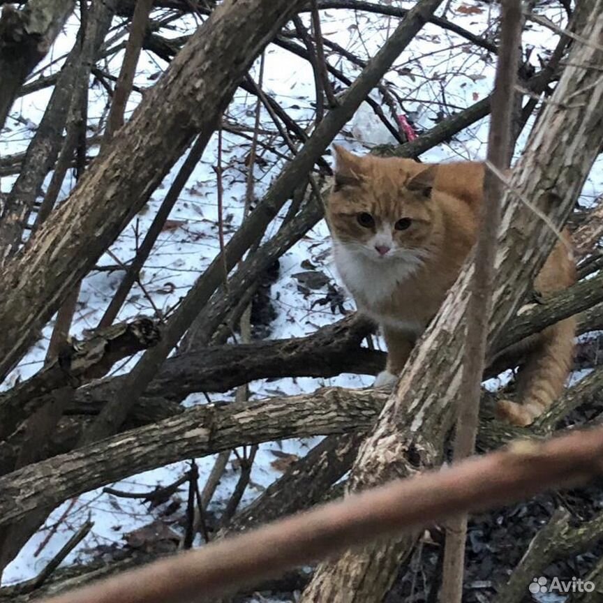 Рыжий котенок ищет дом