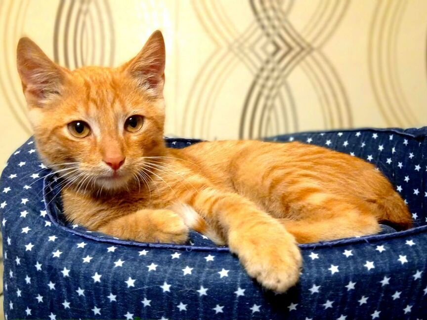 Мальчик Гарри ищет дом