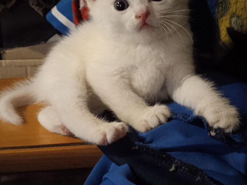 Кошка